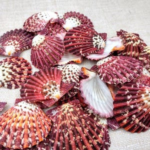 Royal Cloak Scallop Seashells Pecten Pallium (10 Shells Approx. 1 ...
