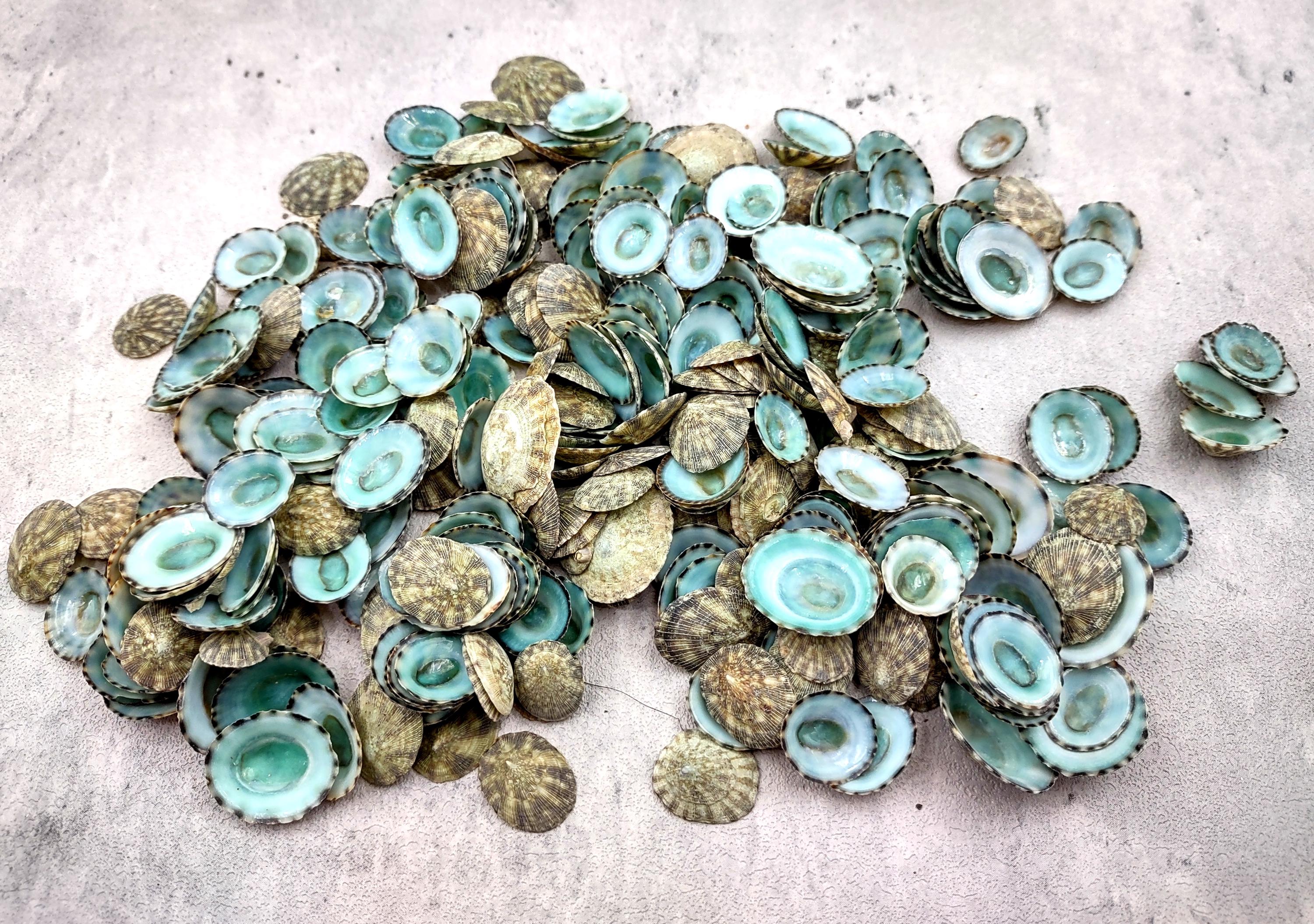 Green Limpet Seashells Sutorria Mesoleuca (1 Cup Approx. +/-220 Shells ...