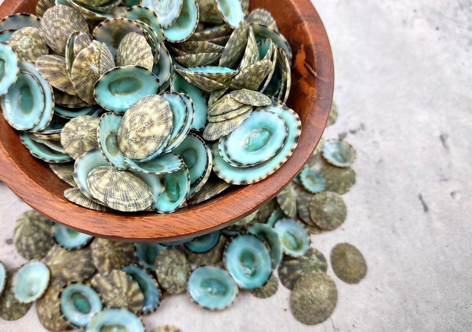 Green Limpet Seashells Sutorria Mesoleuca (1 Cup Approx. +/-200 Shells ...