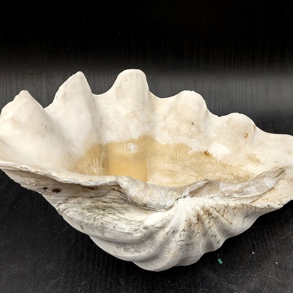 Clam Shell - Etsy