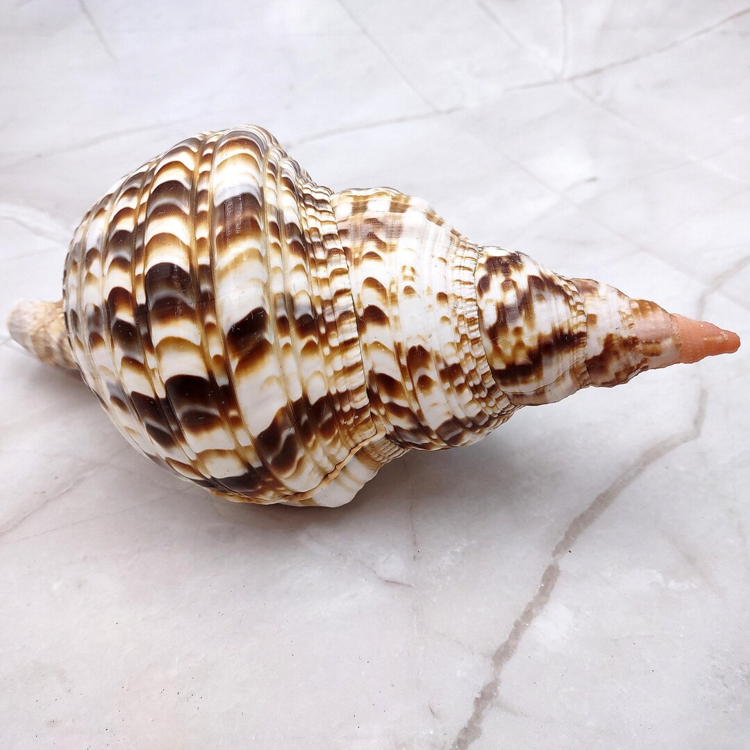 Caribbean Triton Seashell Charonia Tritonis (1 Shell Approx. 8+ Inches ...