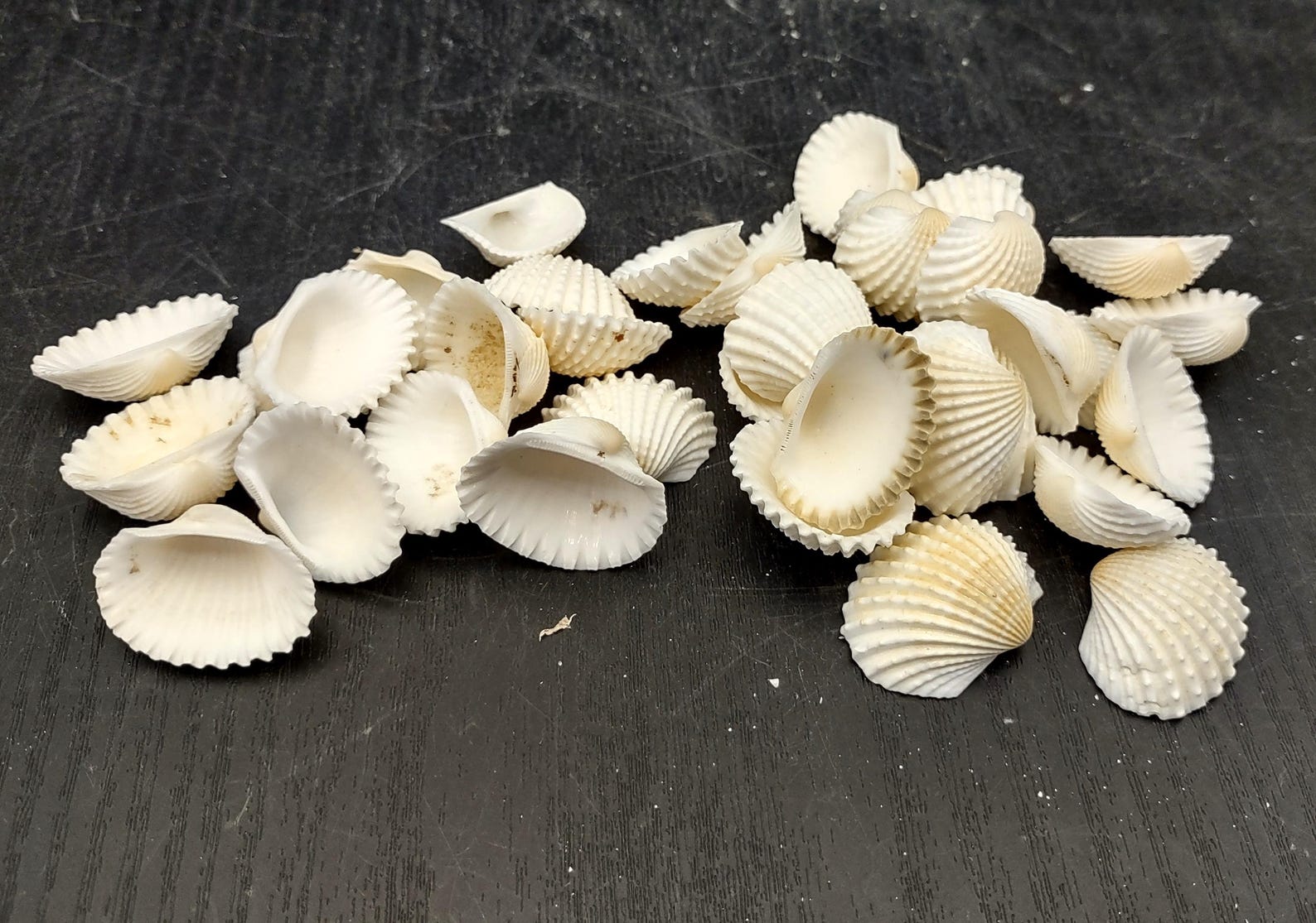 White Ark Clam Seashells Andara Granosa (approx. Half Cup 35+ Shells 0. ...