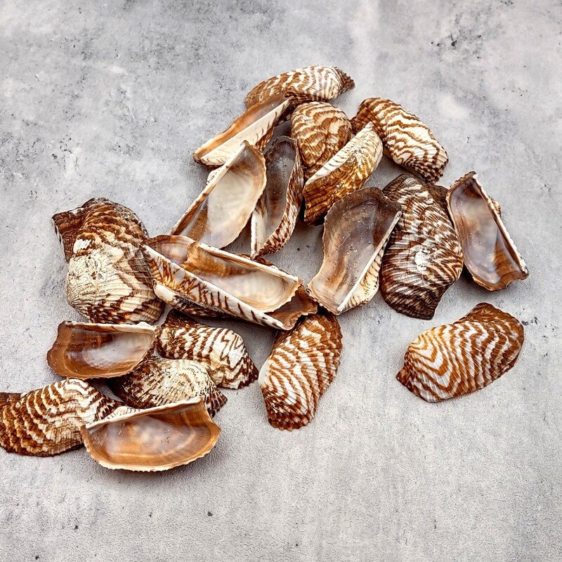 Turkey Wing Shells - Etsy