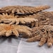Mexican Gulf Multi Leg Sun Stars Heliaster Kubiniji (2 Starfish Approx ...