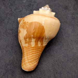 Carved Conch Shell Elephant (1 Shell Approx. 3+ Inches) Conch Shells ...