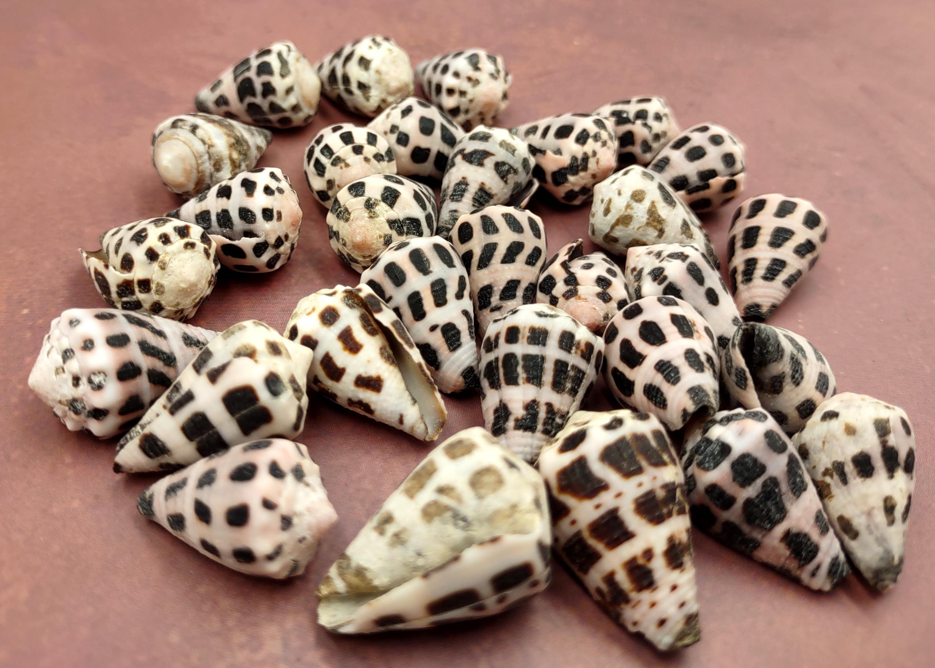 Small Hebrew Cone Seashells Conus Ebraeus (5 Shells Approx. 0.75 ...