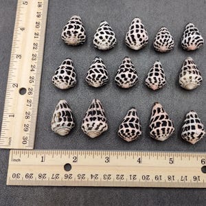 Large Hebrew Cone Seashells Conus Ebraeus White Black Spots (5 Shells ...