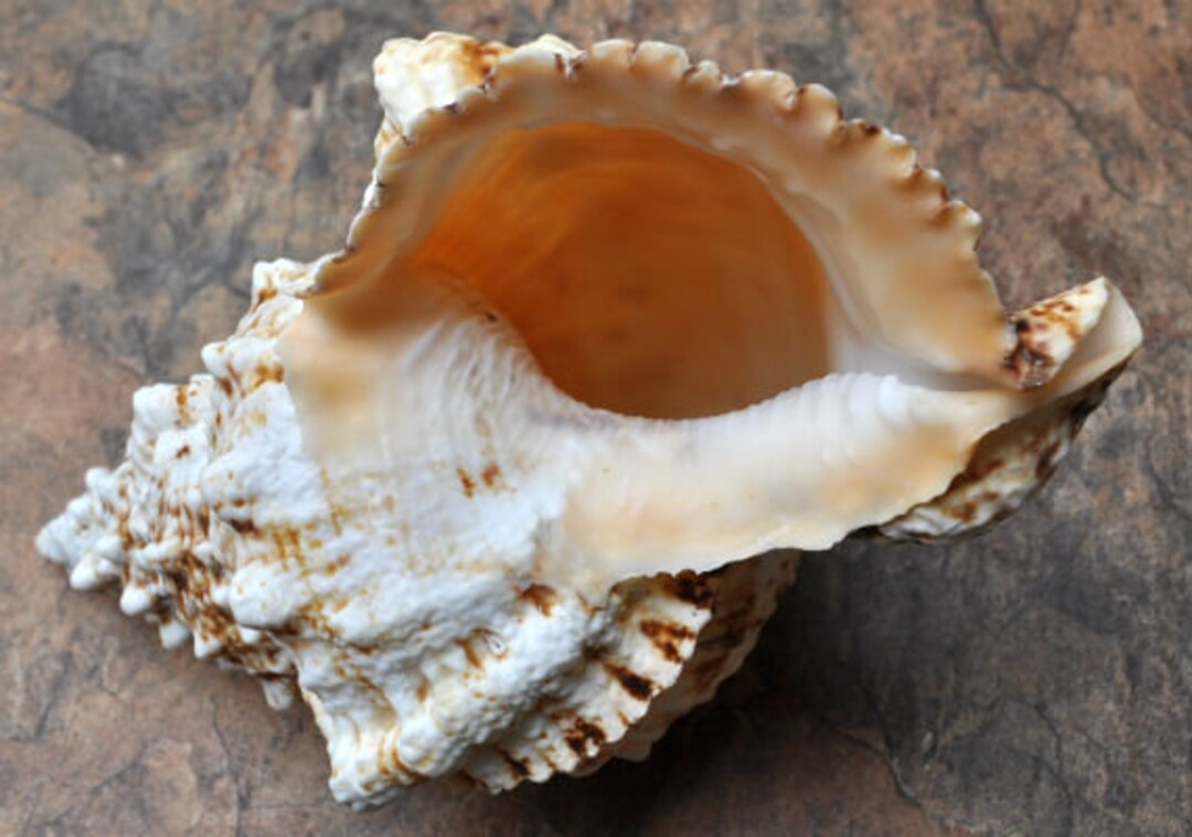 Giant Frog Seashell Bursa Bubo 1 Shell 4-5 Inches - Etsy