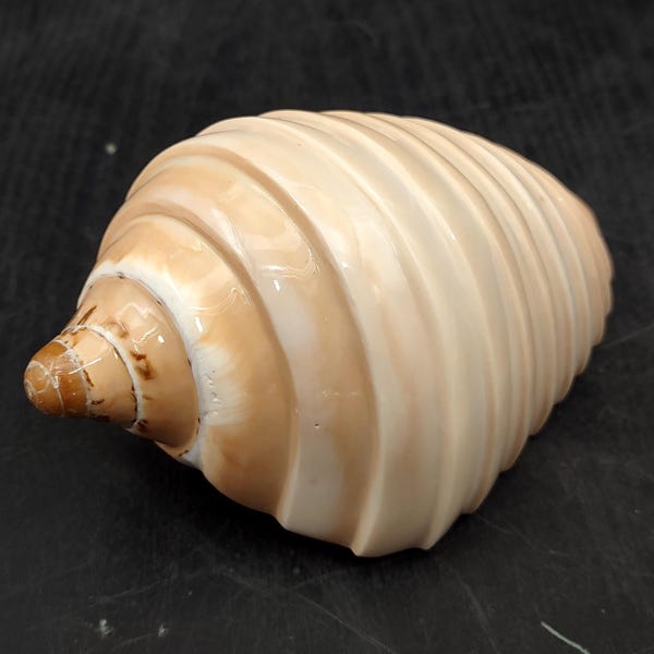 Volute - Etsy