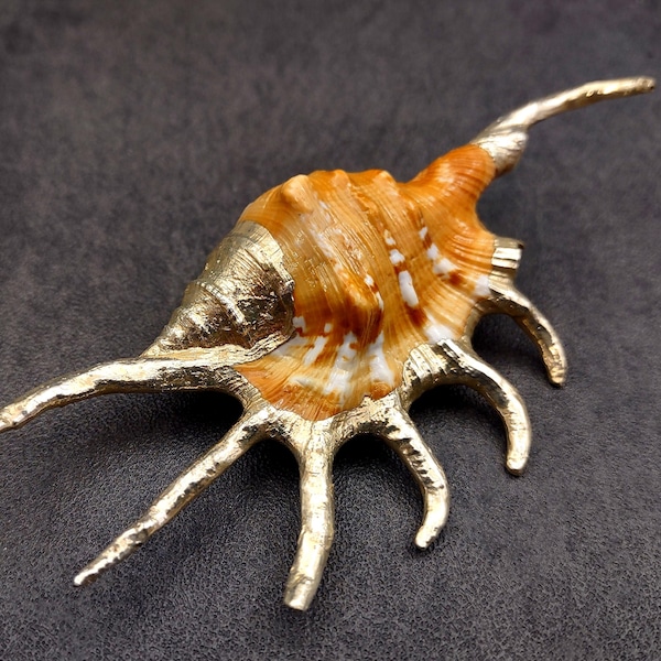 Orange Seashells - Etsy