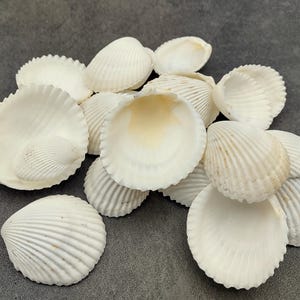 Coco Clam Seashells 20 Shells Approx. 1.5 Inches Clam Shell Great for ...