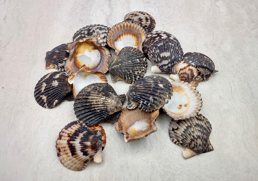 Black and White Scallop Seashell Calico Pecten Argopecten Gibbus (20 ...