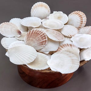 Small Scallop Baking Dish Seashells Pecten Yessoensis (8 Shells Approx ...