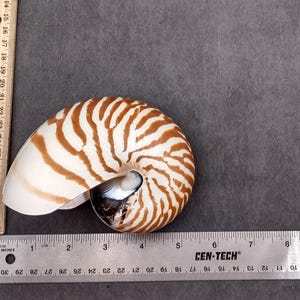 Natural Nautilus Seashell Half Cut Pairs Nautilus Pompilius (1 Shell ...