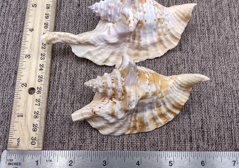 Rooster Conch Seashell Strombus Gallus (1 Shell Approx. 4+ Inches ...