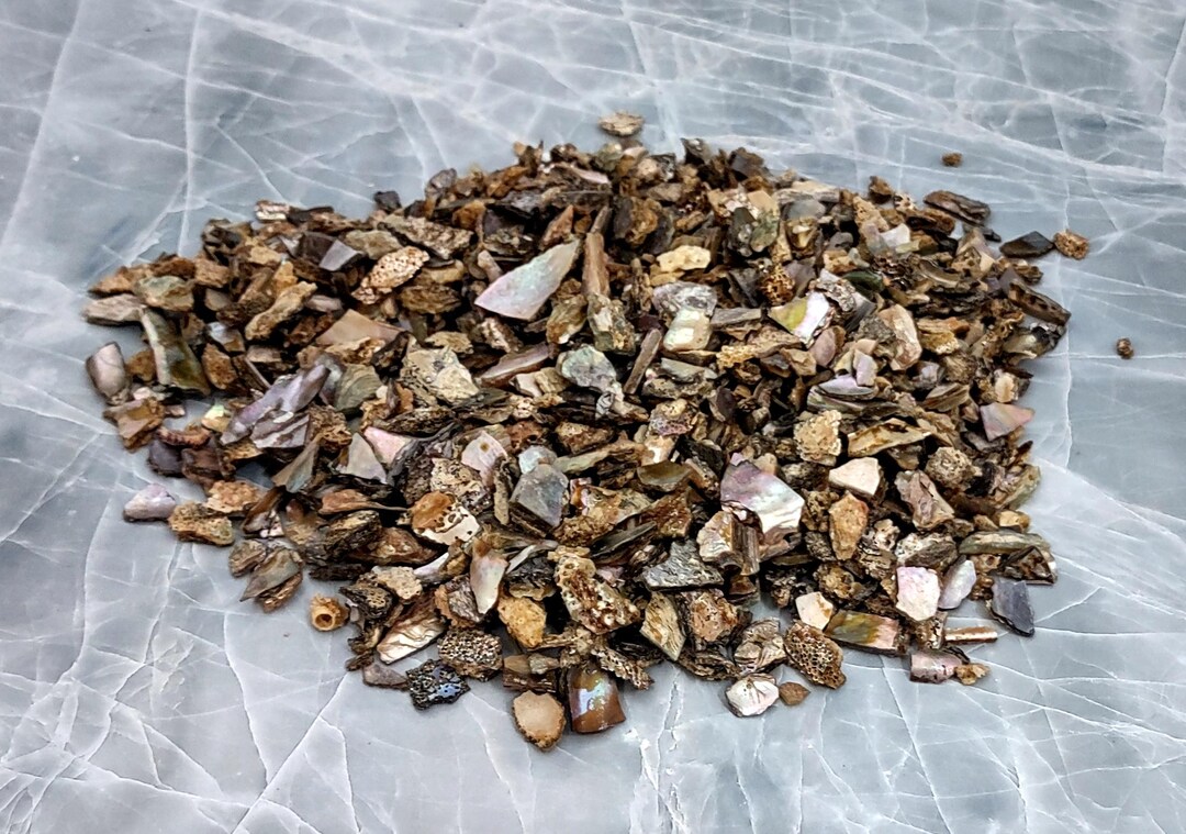 Pink Abalone Seashell Bulk Chips (approx. 1 Pound 900+ Chips 0.25 ...