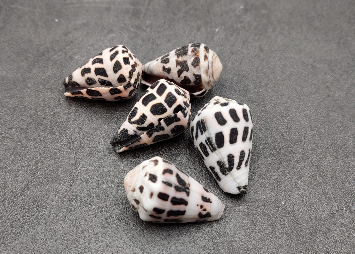 Large Hebrew Cone Seashells Conus Ebraeus White Black Spots (5 Shells ...