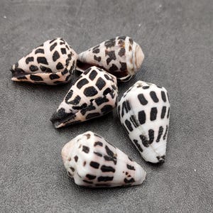 Large Hebrew Cone Seashells Conus Ebraeus White Black Spots (5 Shells ...