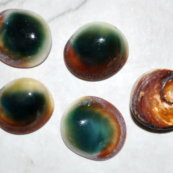 Cat Eye Shells - Etsy
