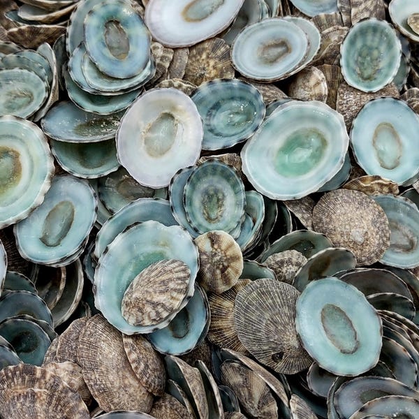 Green Limpet - Etsy