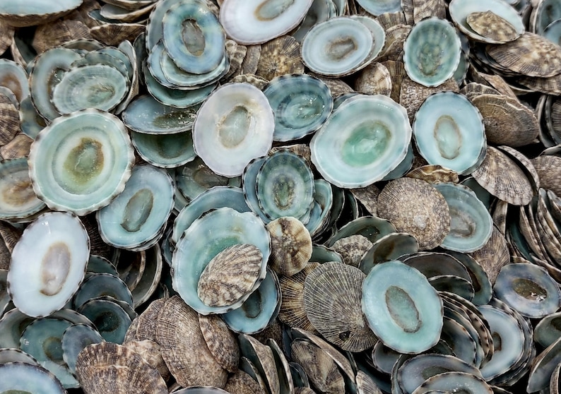 Green Limpet Seashells Sutorria Mesoleuca (approx. 0.125 Cup +/-35 ...