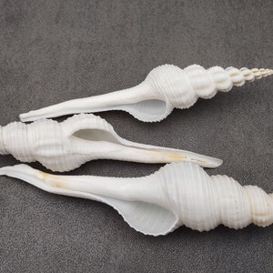 Distaff Spindle Seashells Fusinus Colus 3 Shells Approx. 4 Inches ...