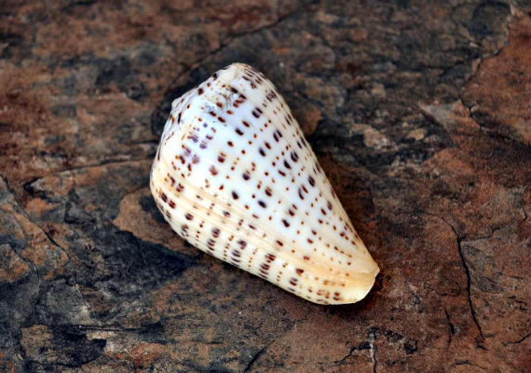 Beech Cone Seashell Conus Betulinus 1 Shell Approx. 2.75 3 Inches - Etsy