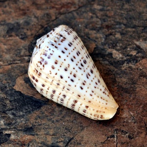 Beech Cone Seashell Conus Betulinus 1 Shell Approx. 2.75 3 Inches - Etsy