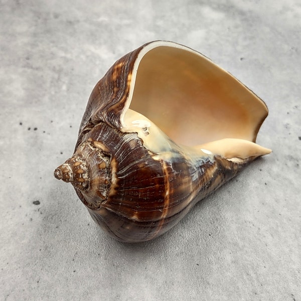 Conch Seashell - Etsy