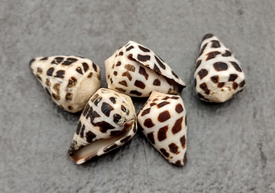 Small Hebrew Cone Seashells Conus Ebraeus 5 Shells Approx. 0.75 Inches ...