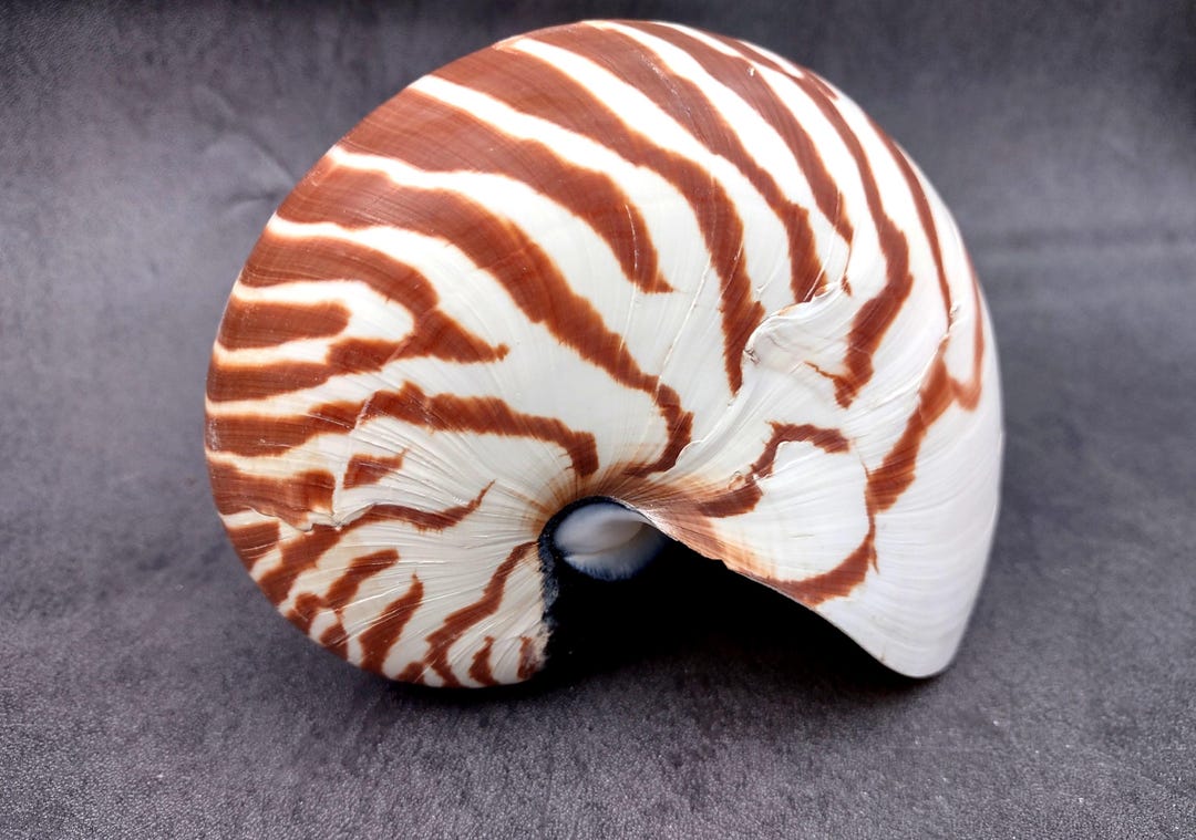 Natural Nautilus Seashell Nautilus Pompilius 1 Shell Approx. 5 Inches ...