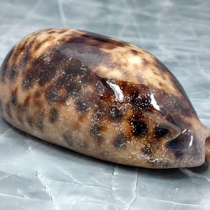 Tortoise Cowrie Seashell Cypraea Testudinaria 1 Shell Approx. 4-4.5 ...