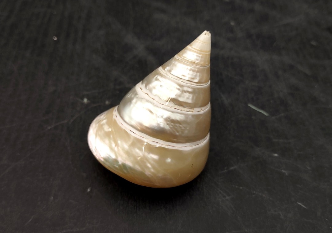 Pearlized Trochus Seashell Trochus Niloticus (1 Shell Approx. 2.5 ...