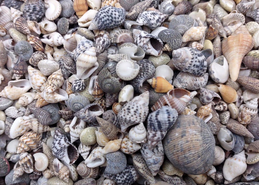 Extra Tiny Seashell Assorted Ocean Mix (approx. 1 Kilogram Shells 0.25 ...