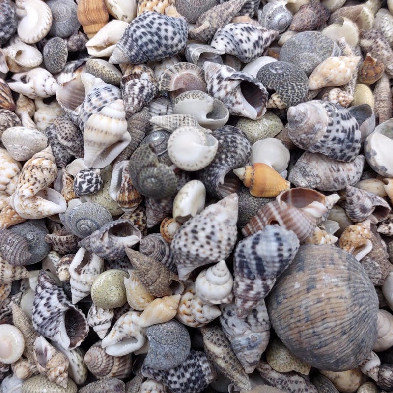 Tiny Seashells - Etsy