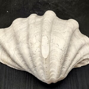 Giant Clam Shell Half (1 Half Shell Approx. 15.25L X 4.5H X 9.5D Inches ...
