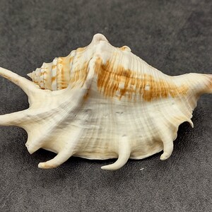 Large Scorpion Spider Conch Seashell Lambis Scorpio (1 Shell Approx. 3 ...