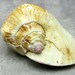 Strombus Pacific Conch Seashell Strombus Latissmus 1 Shell Approx. 5 ...