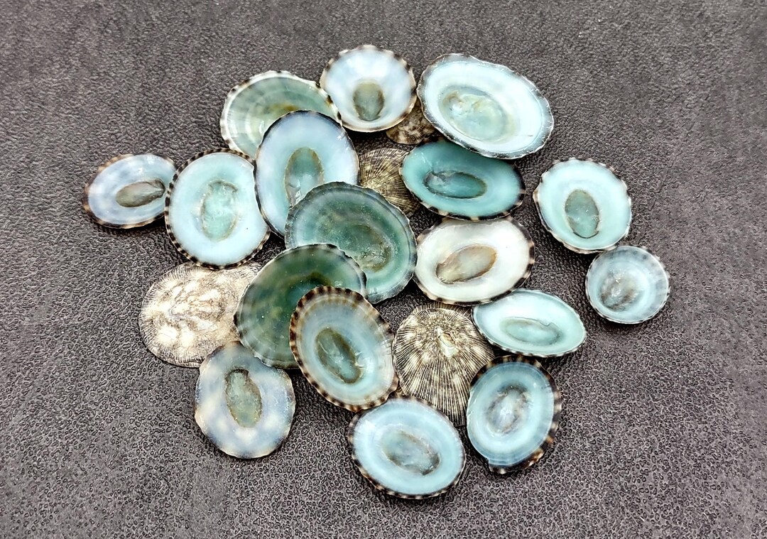 Green Limpet Seashells Sutorria Mesoleuca approx. 35 Shells 0.5 Inches ...