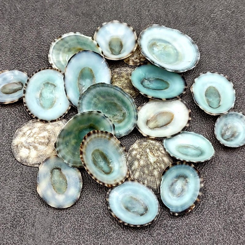 Teal Shells - Etsy