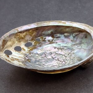 Polished Pink Abalone Haliotis Corrugata 1 Shell 5-6 Inches - Etsy