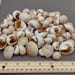 Whale Eye Moon Seashells Polinices Didyma (10 Shells Approx. 1+ Inches ...