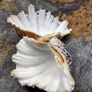 Bear Paw Clam Seashell Hippopus Hippopus (1 Shell Approx. 4+ Inches ...