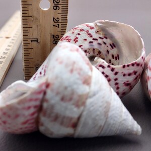 Strawberry Trochus Seashells Red White Rochia Conus (4 Shells Approx. 1 ...