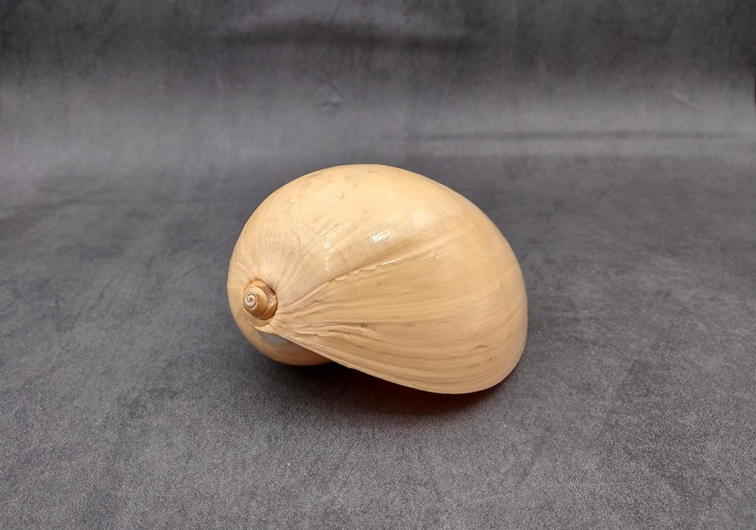 Large Indian Melo Volute Seashell Voluta Melo (1 Shell Approx. 5 ...