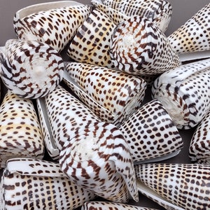 Lettered/alphabet Cone Seashell Conus Litteratus 1 Shell Approx. 3-4 ...