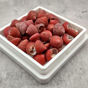 Strawberry Top Red Seashells Clanculus Puniceus (5 Shells Approx. 0.5 ...