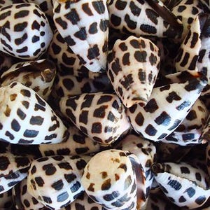 Medium Hebrew Cone Seashells Conus Ebraeus 5 Shells Approx. 1 Inches ...