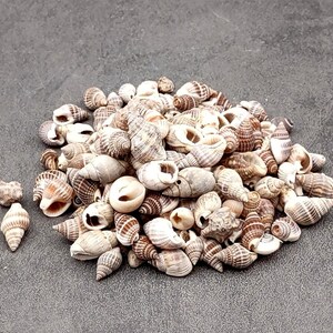 Common Nutmeg Seashells (approx. Half Cup 150+ Shells 0.25 Inches ...