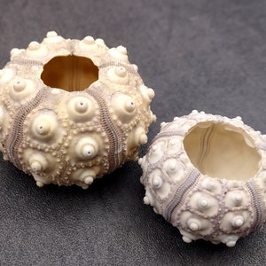 Sputnik Thai Sea Urchin Phyllacanthus Parvispinus 2 Urchins Approx. 1 ...